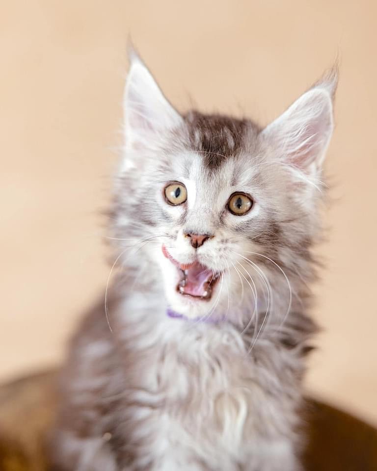 Maine Coon Males – Nobel Maine Coon Cattery